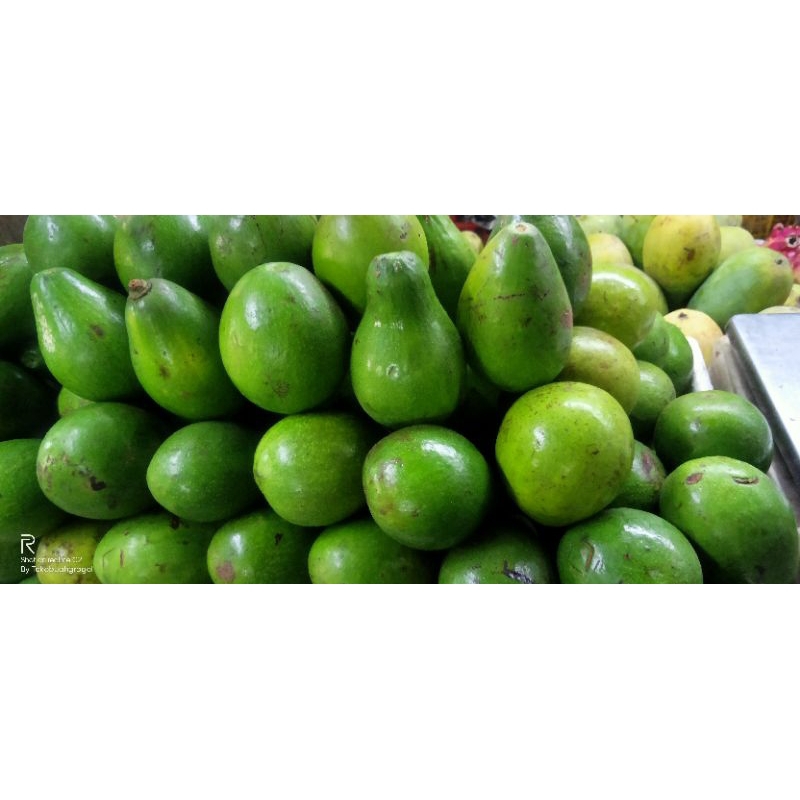 Jual ALPUKAT MENTEGA SUPER _ 1kg | Shopee Indonesia