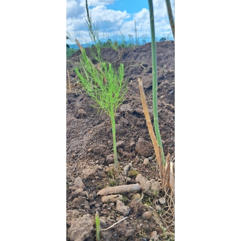 Jual 3 Benih | Bibit Asparagus Varietas UC800 Hibrida siap Tanam ...