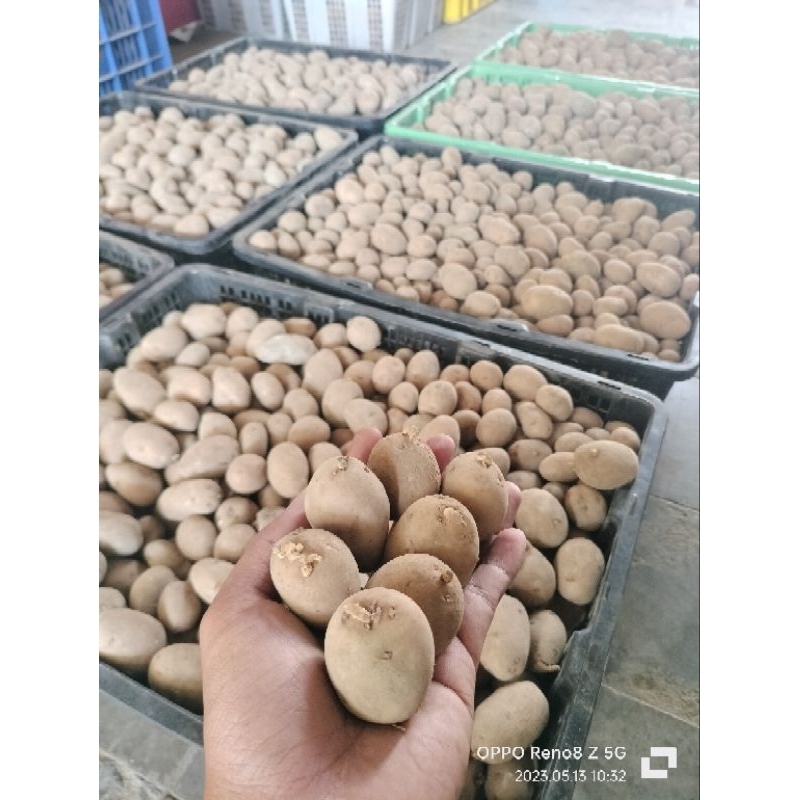 Jual Benih Kentang G-1 Ukuran S Varietas Granola L | Shopee Indonesia