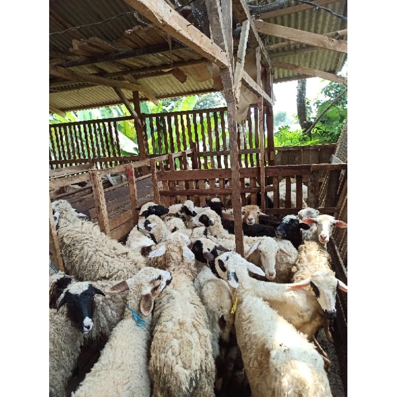 Jual Domba Kambing Qurban Aqiqah Kualitas Premium | Shopee Indonesia