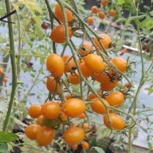 Jual Benih Tomat Ceri Kuning ILDI isi 10 Biji | Shopee Indonesia