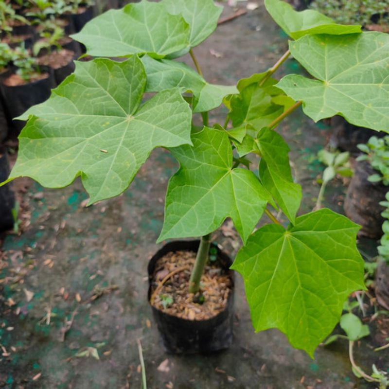 Jual bibit tanaman jarak pagar per pohon | Shopee Indonesia