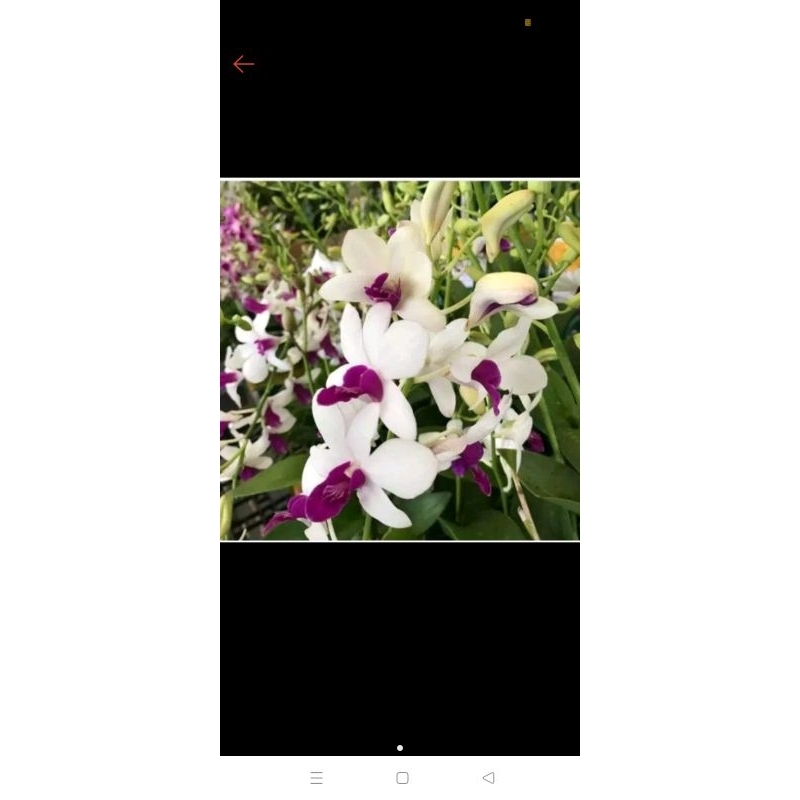 Jual anggrek dendrobium wong Leng dewasa | Shopee Indonesia