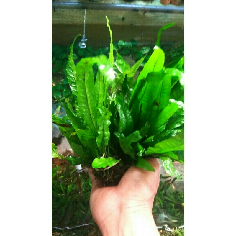 Jual Tanaman Java Fern/Kadaka /1 ikat(tanaman air aquascape/aquarium ...