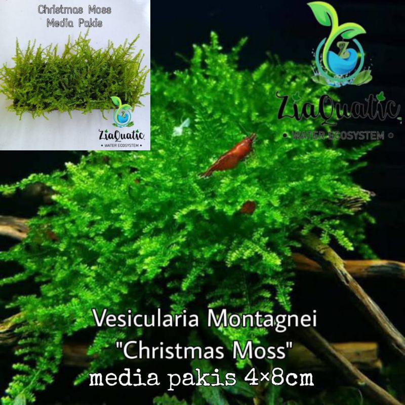 Jual Moss Christmas/Xmass Media Pakis 4×8cm - Tanaman Aquascape ...
