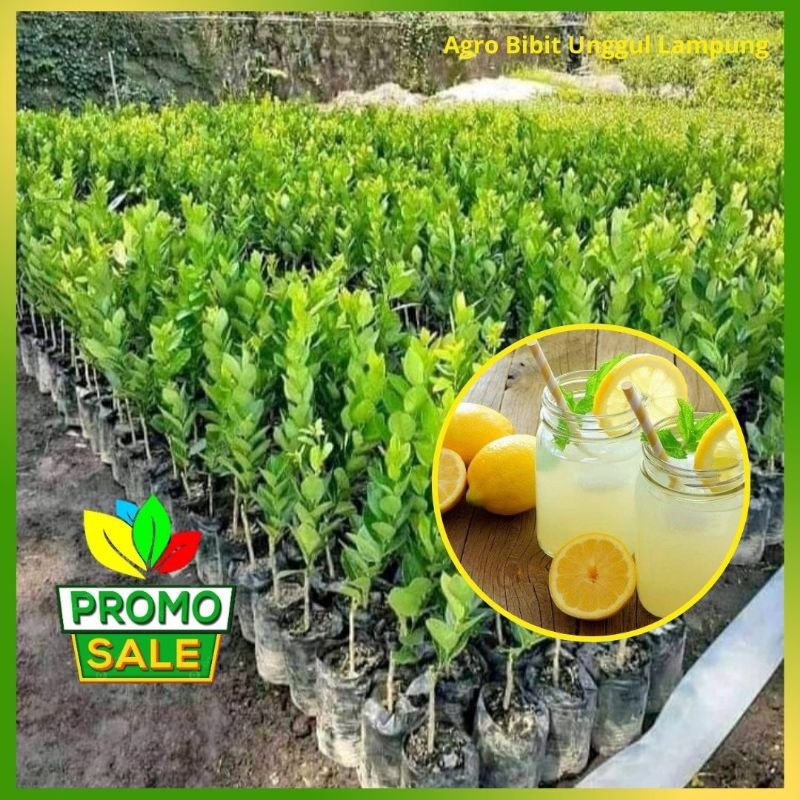 Jual Bibit Jeruk Lemon California Import Asli Tanaman Okulasi Cepat ...