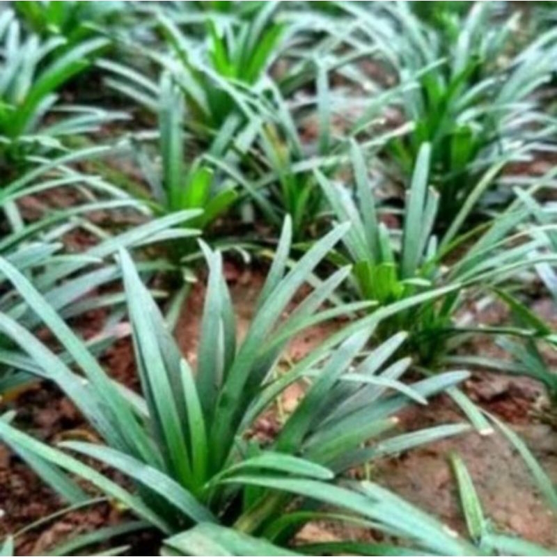 Jual Tanaman hias kucai mini, paket 50 pohon rumput kucai mini | Shopee ...