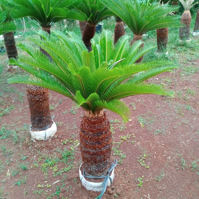 Jual Pohon Sikas Tinggi 1,5 M - Tanaman hias Sikas | Shopee Indonesia