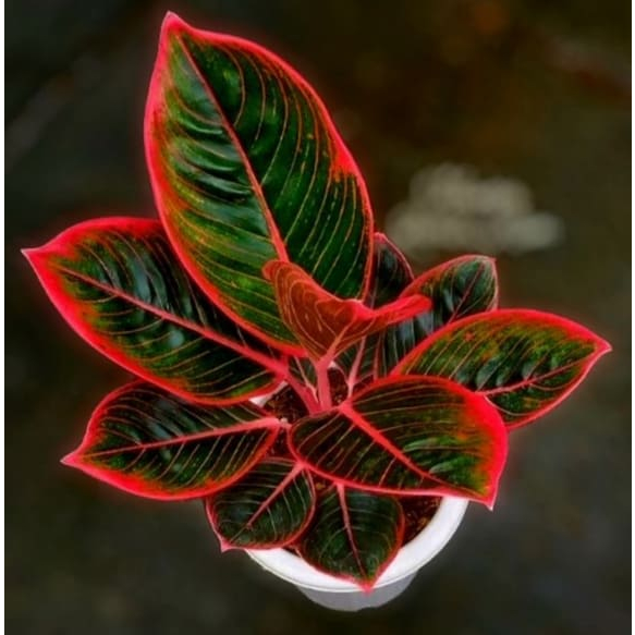 Jual Aglonema Red Lipstick Lipstik Merah Siam Aurora-bunga aglonema ...