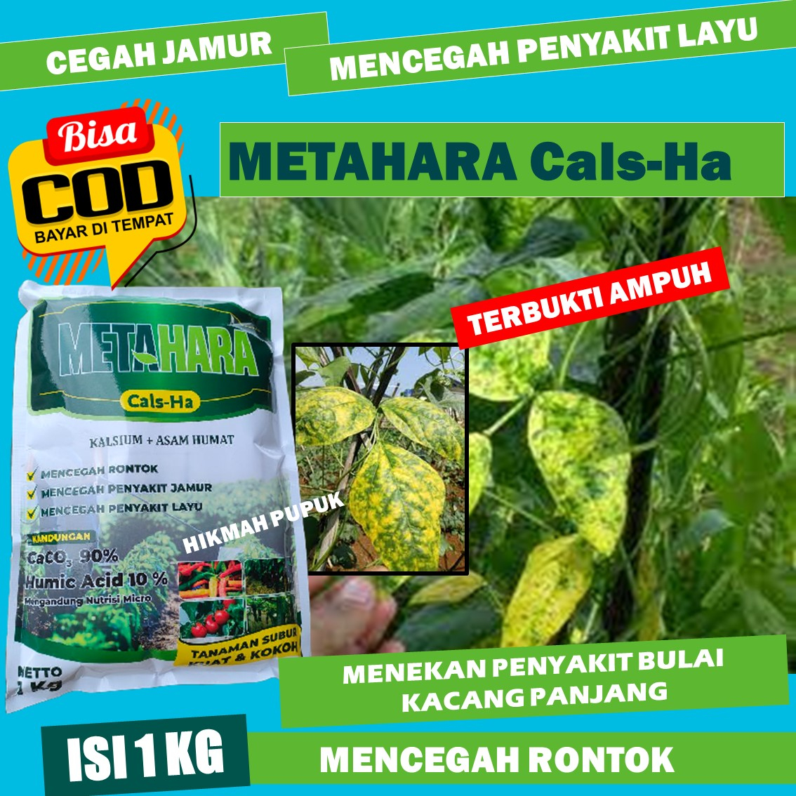 Jual PUPUK CEGAH LAYU METAHARA PADA TANAMAN KACANG PANJANG Pupuk ... Jual PUPUK CEGAH LAYU METAHARA PADA TANAMAN KACANG PANJANG Pupuk ...