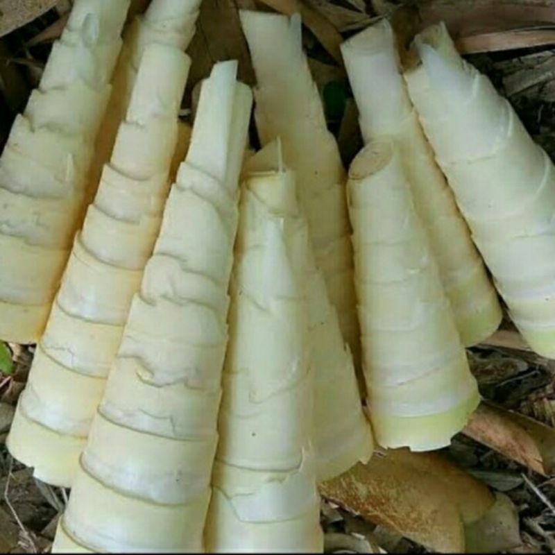 Jual Rebung Bambu Muda Besar belum dikupas | Shopee Indonesia
