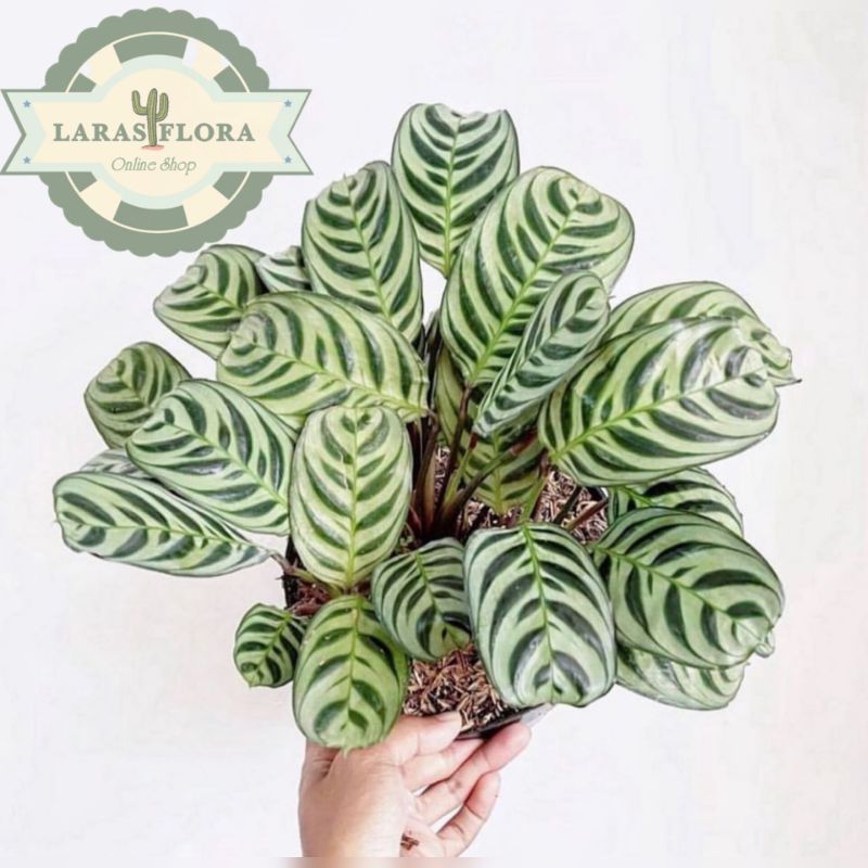 Jual (BISA COD) TERMURAH! Tanaman Hias Calathea Sepat Daun rimbun bunga ...