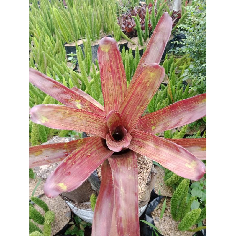 Jual Tanaman bromelia marmorata lines ukuran besar | Shopee Indonesia