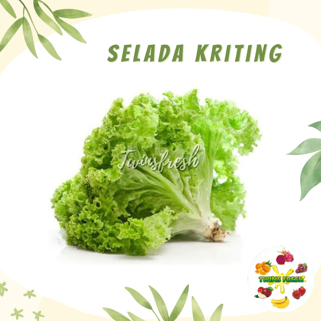 Jual Sayur Selada Keriting 1kg - Twins Fresh | Shopee Indonesia