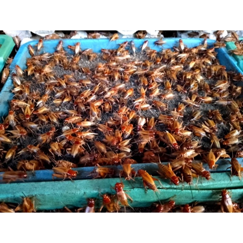 Jual TELUR JANGKRIK MADU KUNYIT 100 gram | Shopee Indonesia