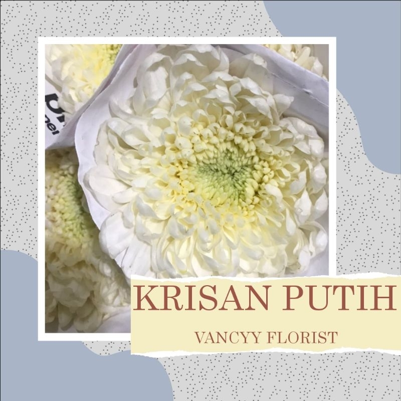 Jual Bunga Krisan Putih Fresh Pertangkai / Bunga Fresh Krisan Ready ...