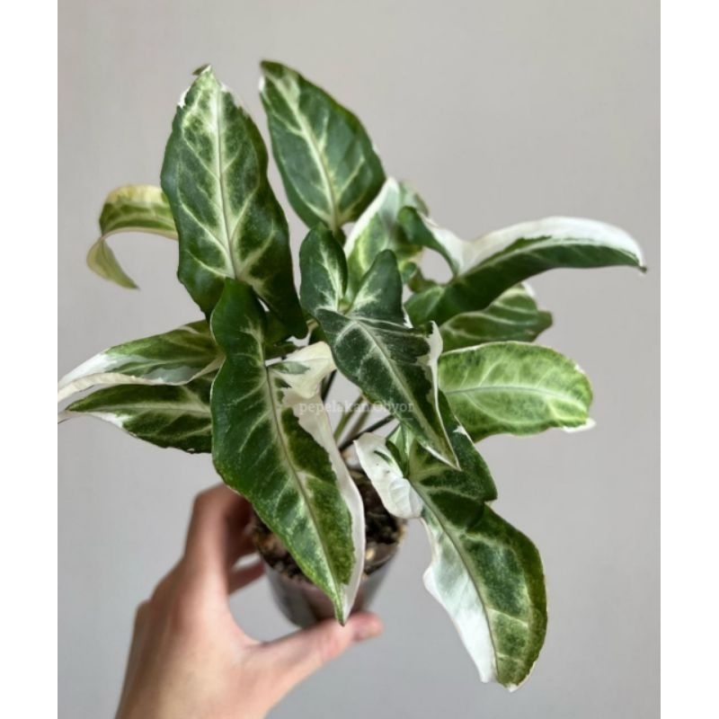 Jual Tanaman hias Syngonium T25 Dwarf Original - Tanaman hias Ekonomis ... Jual Tanaman hias Syngonium T25 Dwarf Original - Tanaman hias Ekonomis ...