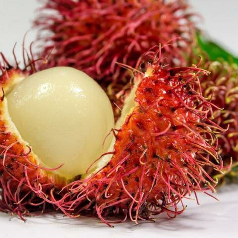 Jual bibit rambutan | Shopee Indonesia