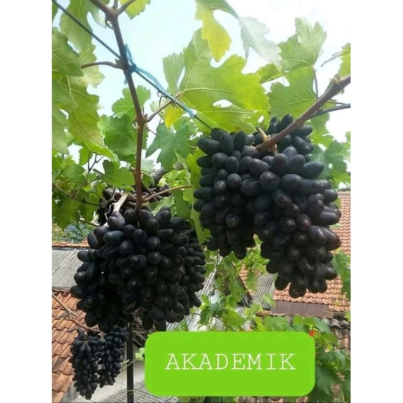 Jual Bibit Anggur Import Akademik | Shopee Indonesia