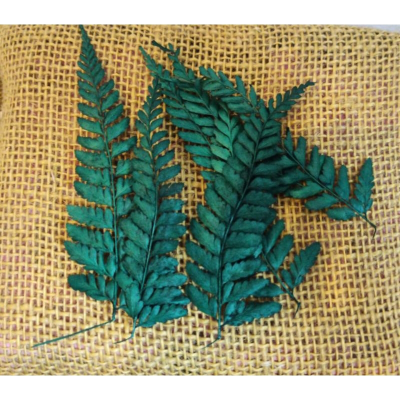 Jual bunga kering/pakis kering per helai | Shopee Indonesia