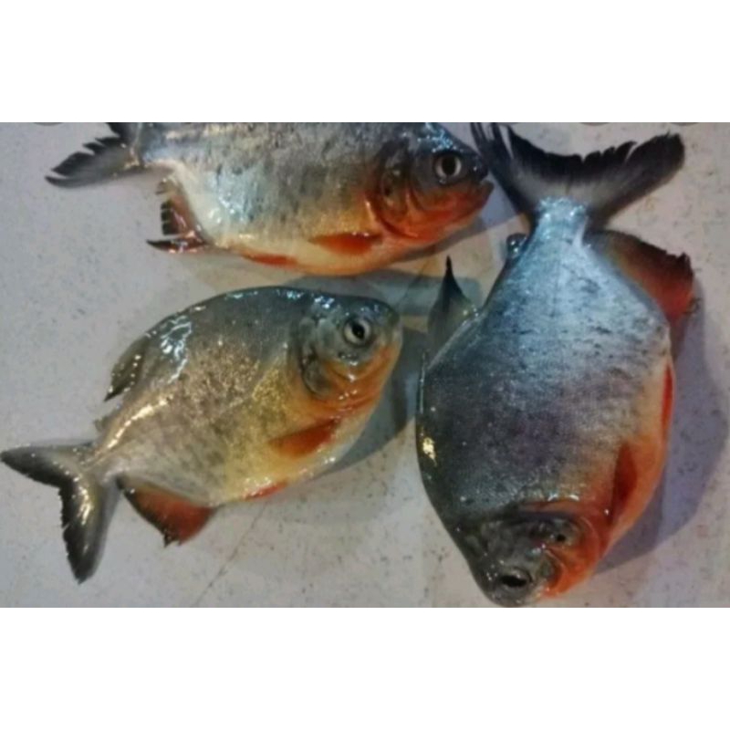 Jual Ikan bawal fresh 1kg | Shopee Indonesia