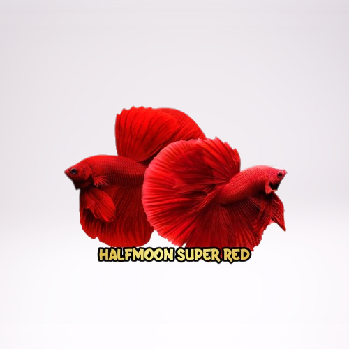 Jual halfmoon/hm/super/red | Shopee Indonesia