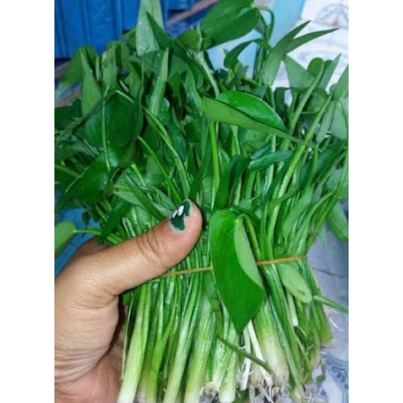 Jual Eceng sawah sayur eceng sawah segar 500 gram-az | Shopee Indonesia