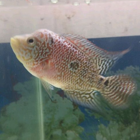 Jual louhan golden base progresan | Shopee Indonesia