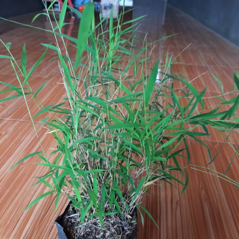 Jual Tanaman bambu mikro/bambu mini | Shopee Indonesia