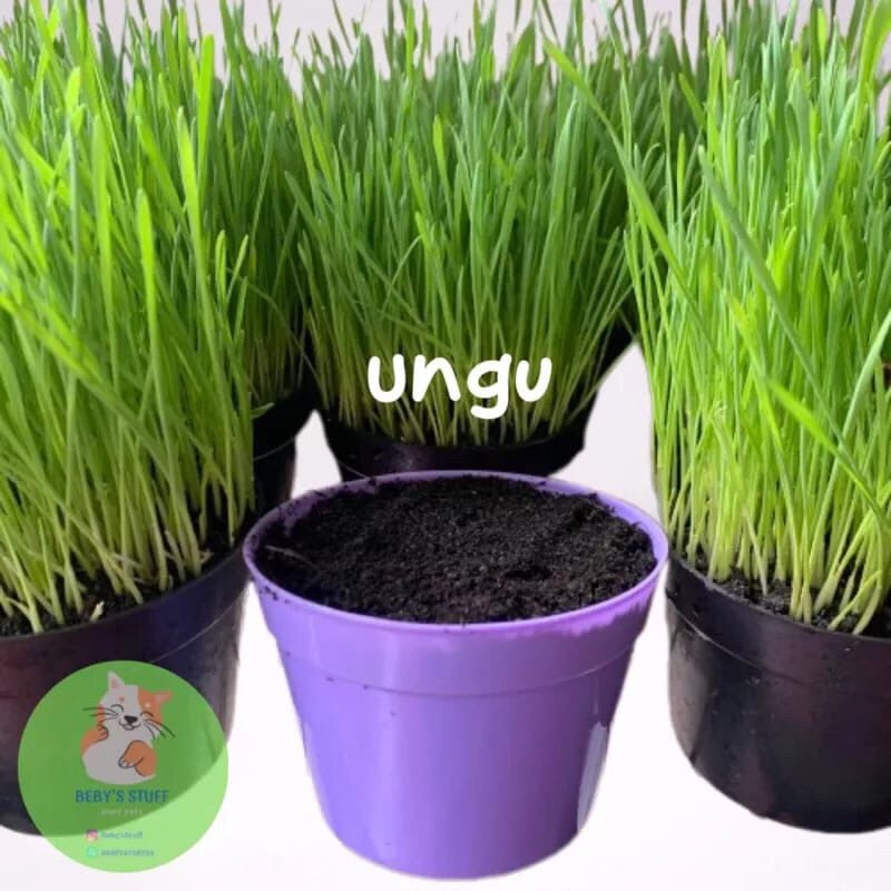 Jual PAKET DIY RUMPUT KUCING GANDUM LENGKAP SUDAH DISEMAI SIAP KONSUMSI ...