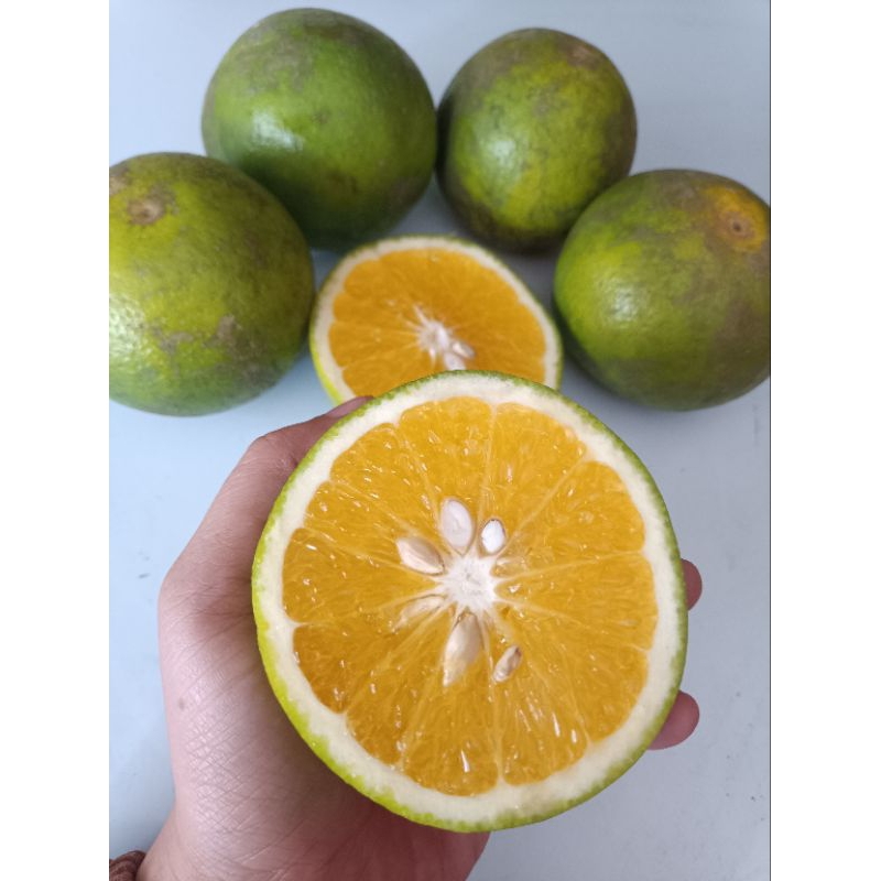 Jual Jeruk baby java 1kg | Shopee Indonesia