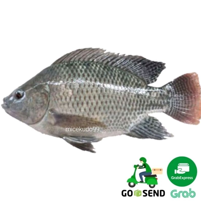 Jual IKAN MUJAIR SEGAR 500GR FRESH TIDAK FROZEN MUJAER TILAPIA FISH AIR ...