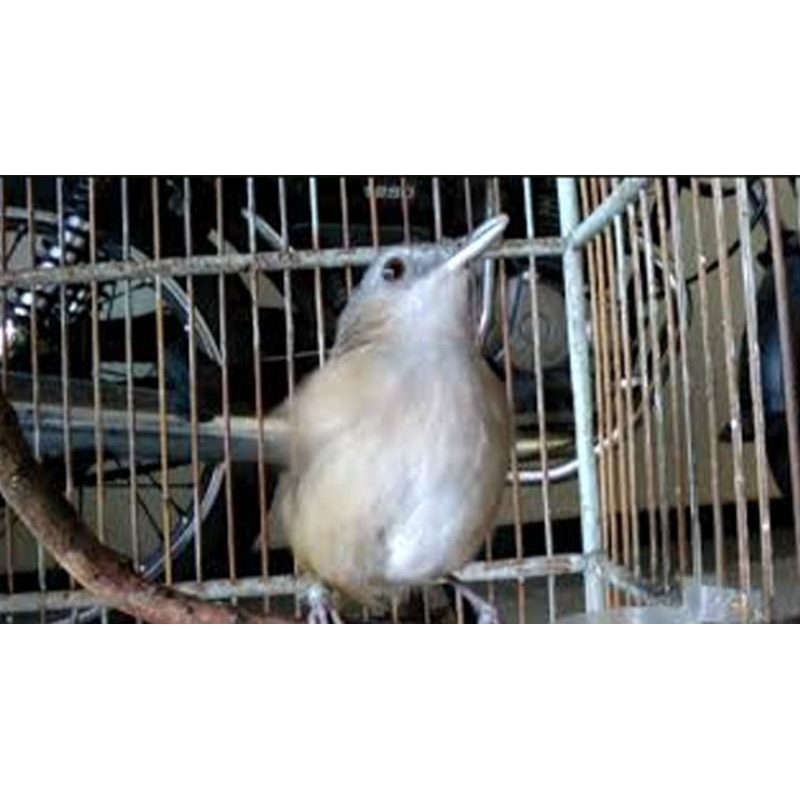 Jual burung planduk semak/sikatan londo rawatan bunyi | Shopee Indonesia