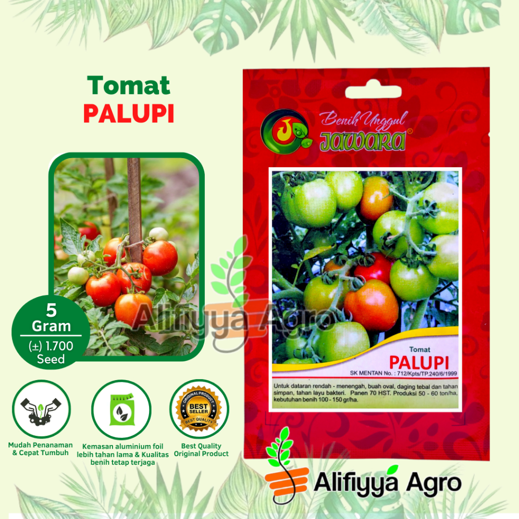 Jual BENIH TOMAT PALUPI JAWARA ISI 5 GRAM ( +/- 1700 BENIH ) | Shopee ...