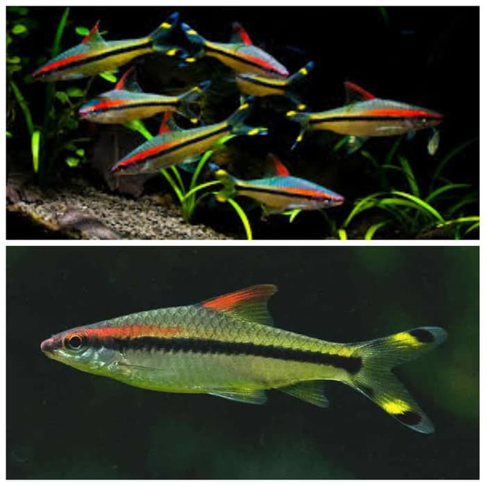 Jual Puntius Denisonii / Denison Barb / ikan hias Aquascape / Air Tawar ...