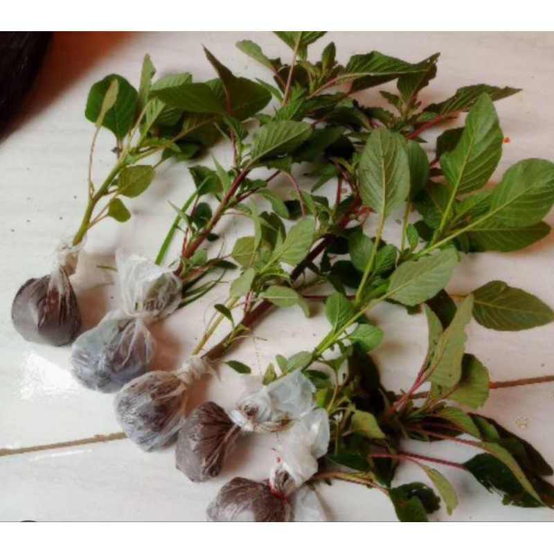 Jual Bibit bayam duri tinggi 20-30 cm bibit tanaman herbal | Shopee ...