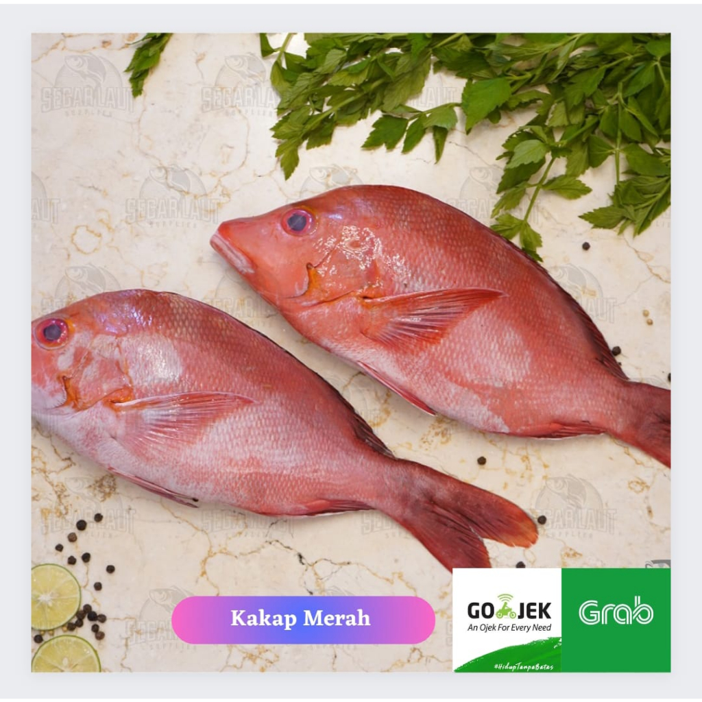 Jual Ikan Kakap Merah Segar 1Kg | Shopee Indonesia