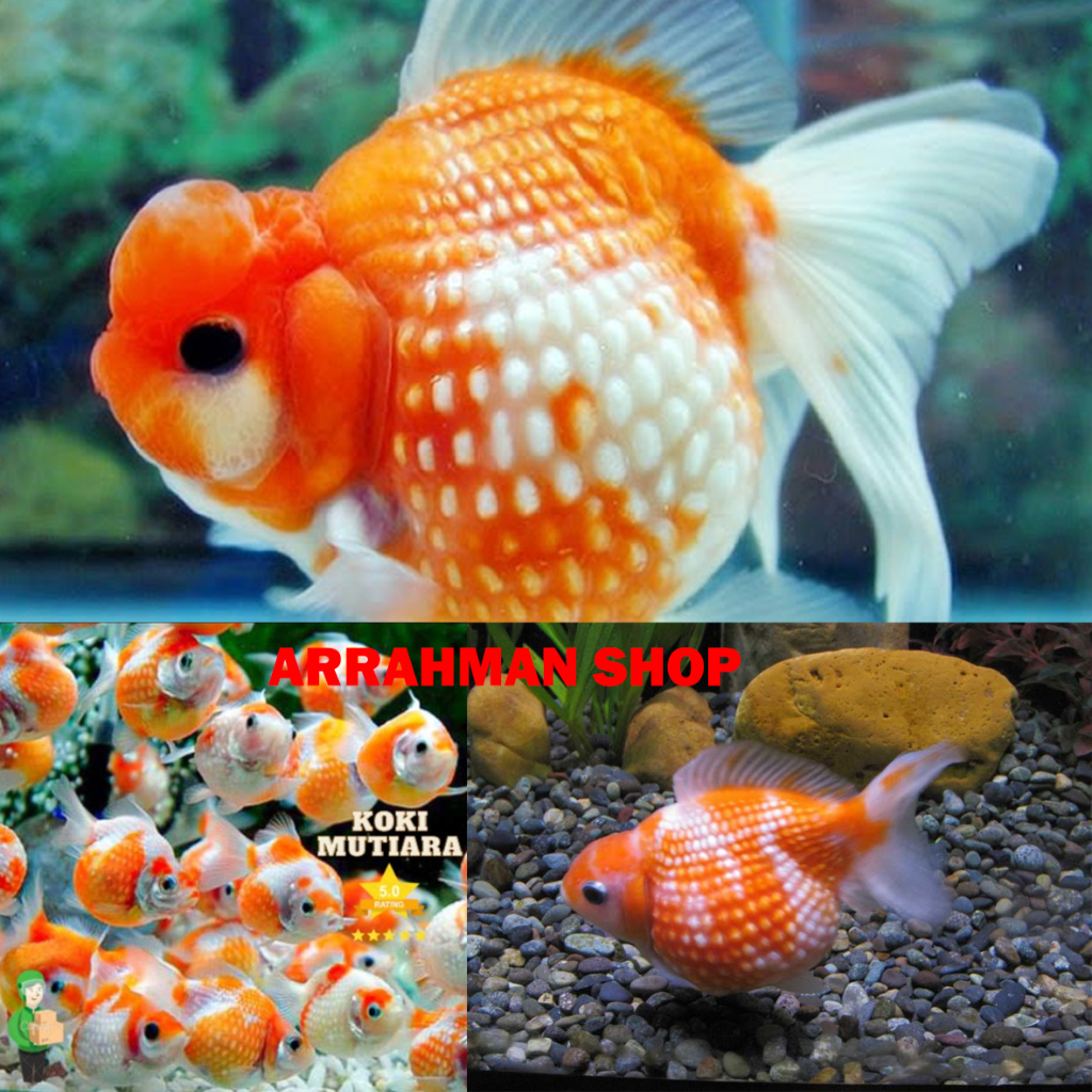 Jual Ikan Koki Mutiara - Ikan Mas Koki Mutiara - Ikan Hias Aquascape ...