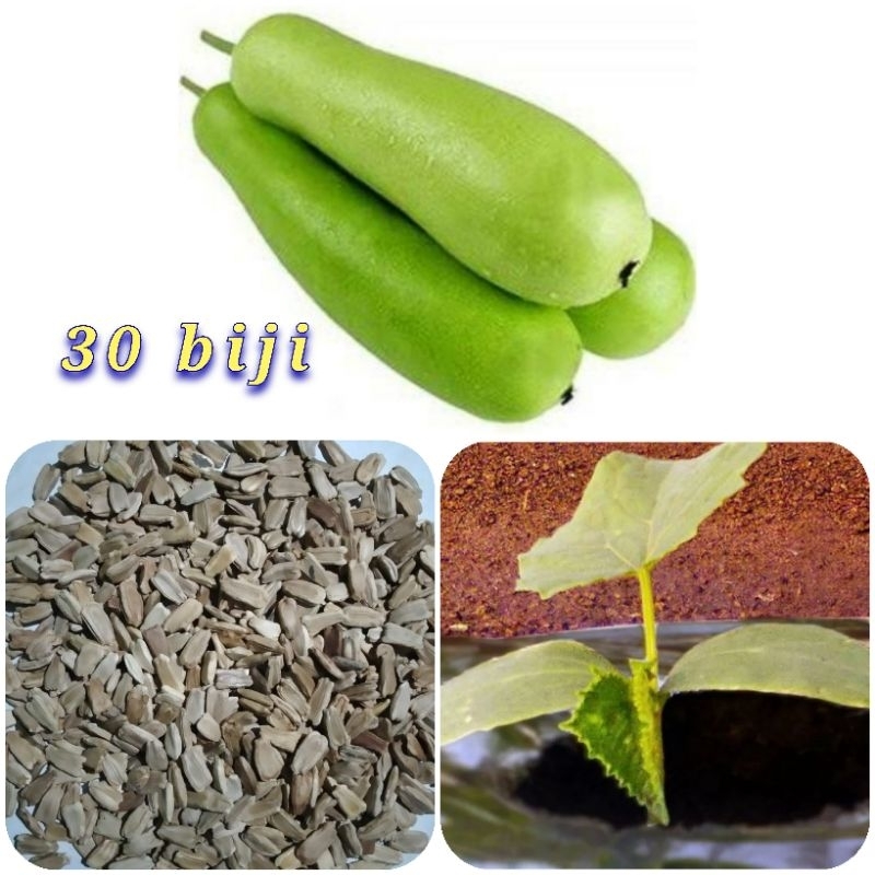 Jual benih labu air sayur lokal (30 biji) | Shopee Indonesia