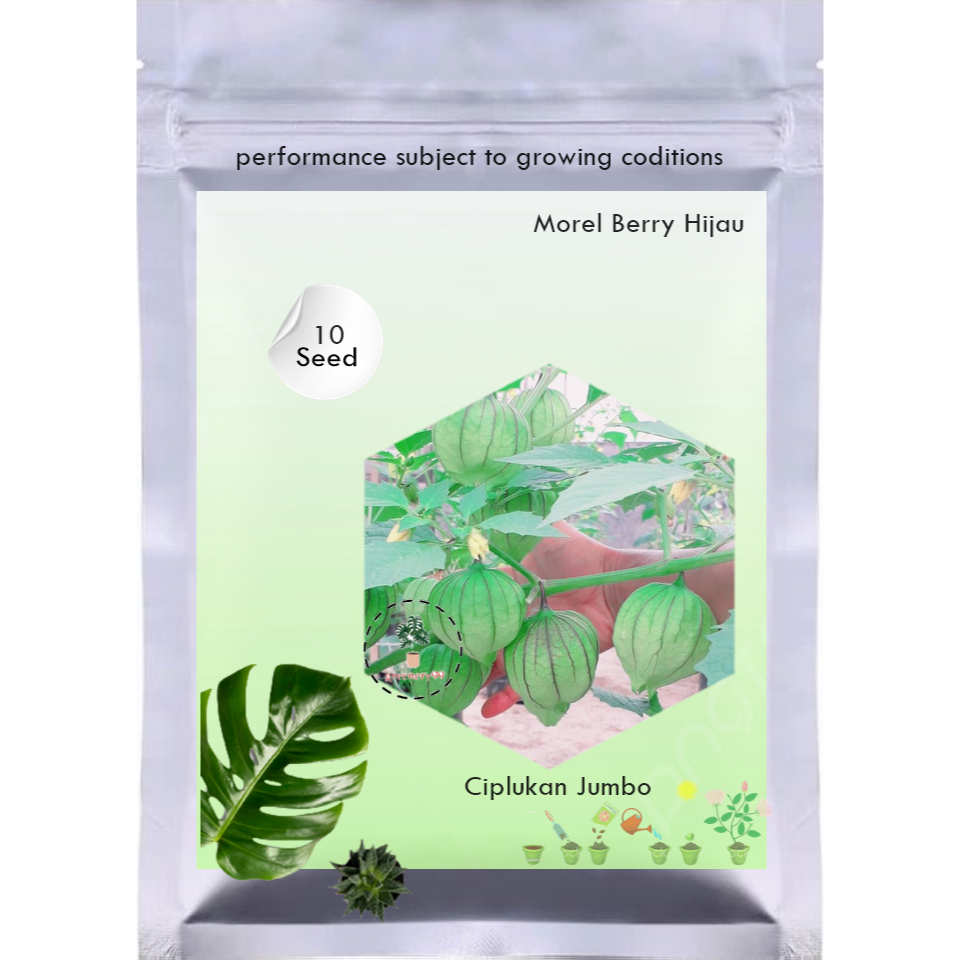Jual 25Benih Ciplukan Jumbo Morel Berry Hijau Bibit Tanaman Buah Buahan ...