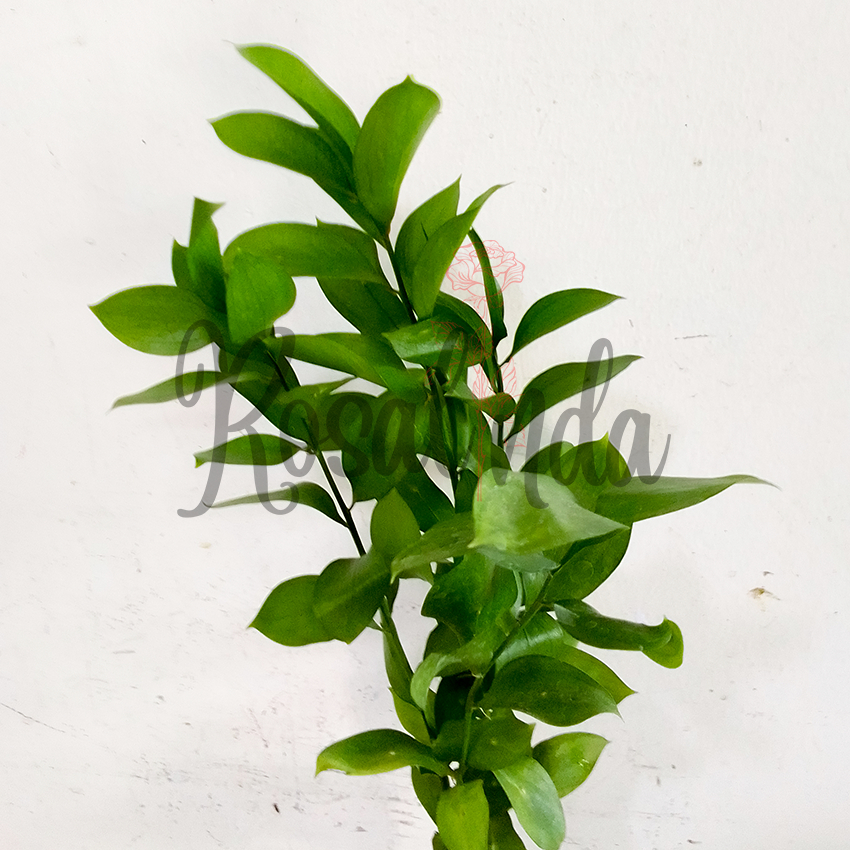 Jual Daun Ruskus Premium / Daun Potong Segar | Shopee Indonesia