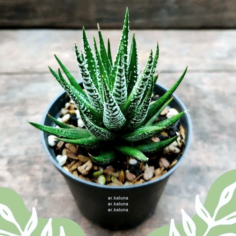 Jual Haworthia Attenuata sp Crazed Glaze ' Zebra Mutasi ' sukulen ...