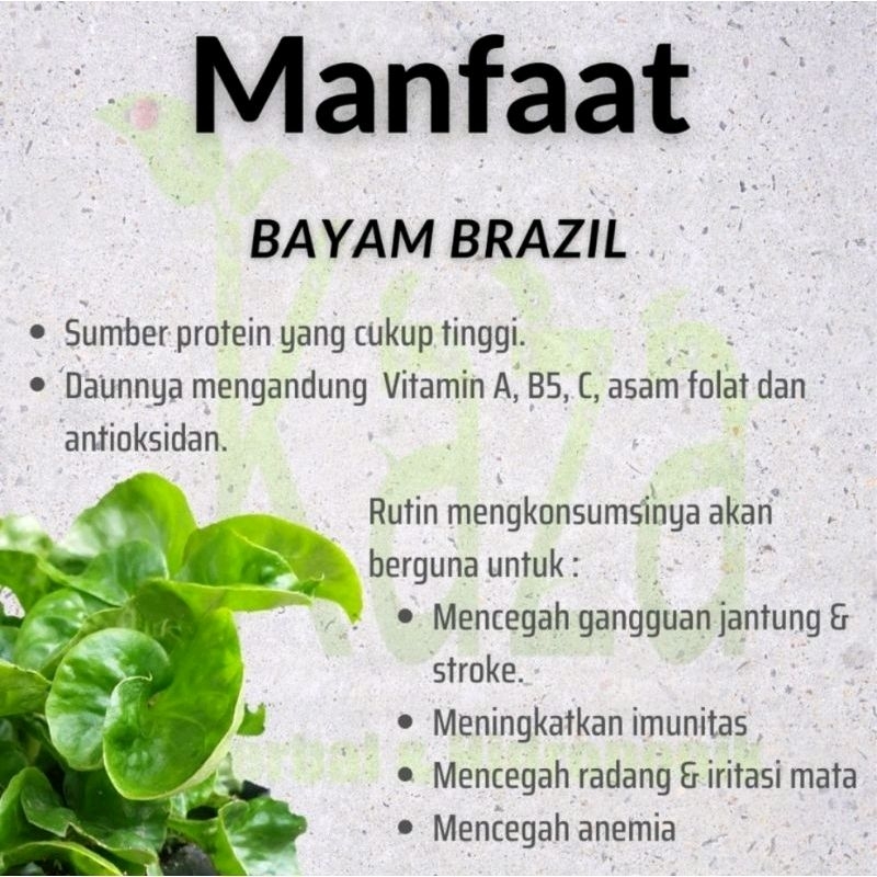 Jual bibit bayam Brazil/tanaman hidup/ bayam Brazil/bibit bayam/paket ...
