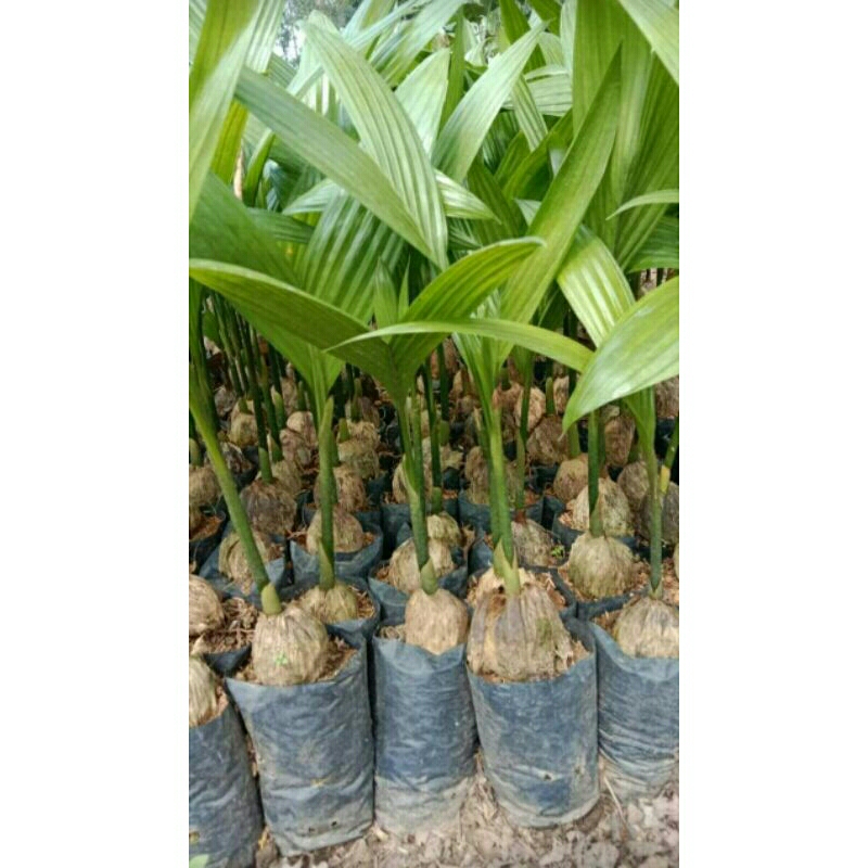 Jual bibit pinang batara | Shopee Indonesia