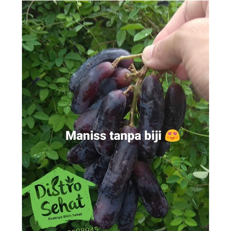 Jual Anggur Jari seedless.. manis non biji (500gr) | Shopee Indonesia