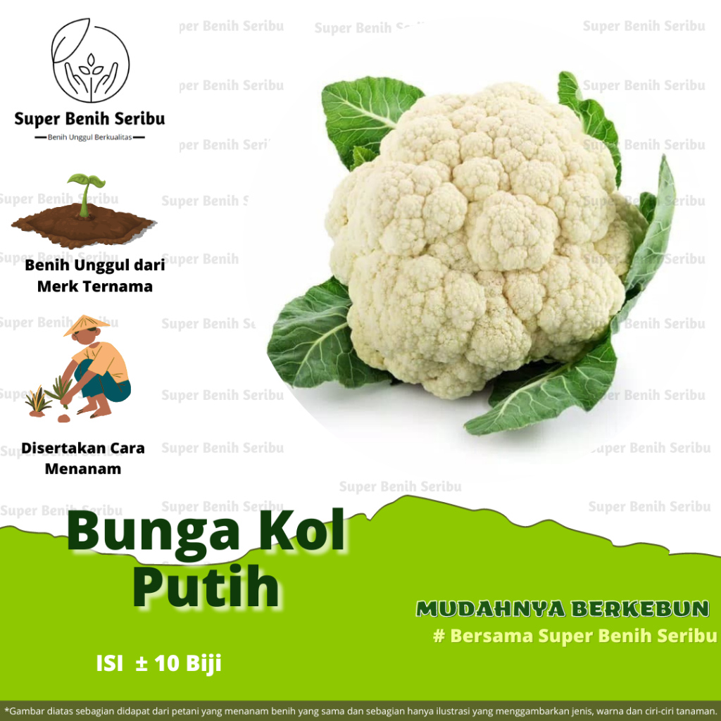 Jual 10 Biji- Benih Kembang Bunga Kol Putih Sayuran Dataran Rendah ...