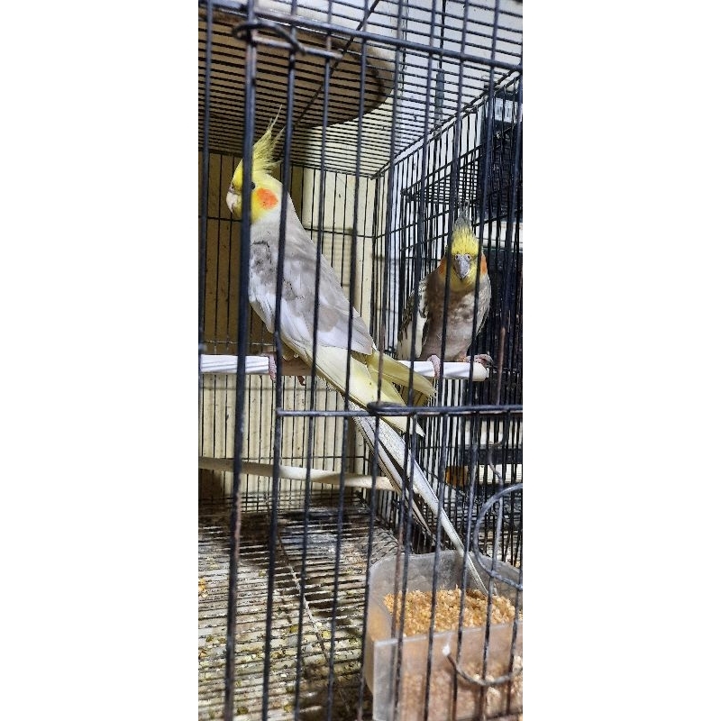 Jual Burung parkit falk australi | Shopee Indonesia