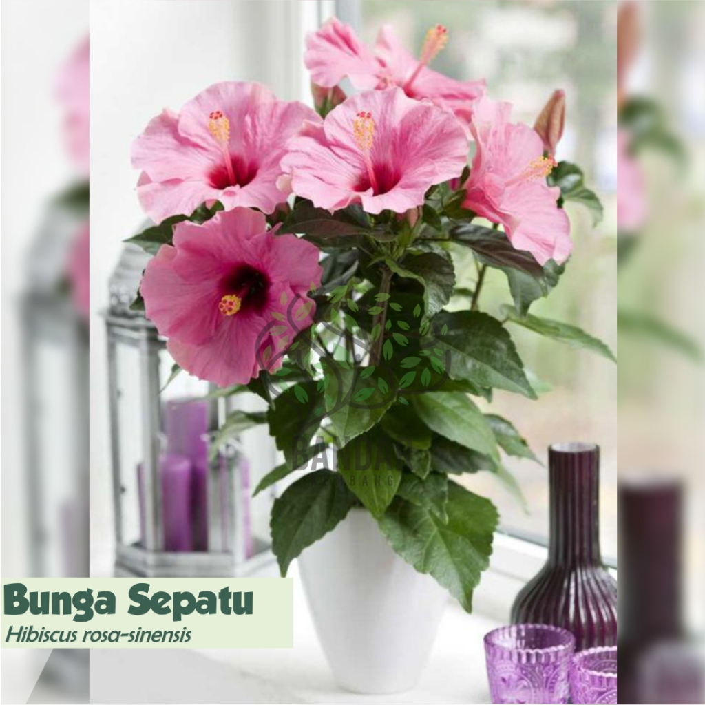 Jual Bunga Sepatu Tanaman Hias Unik Warna Warni Tanaman Esthetic ...