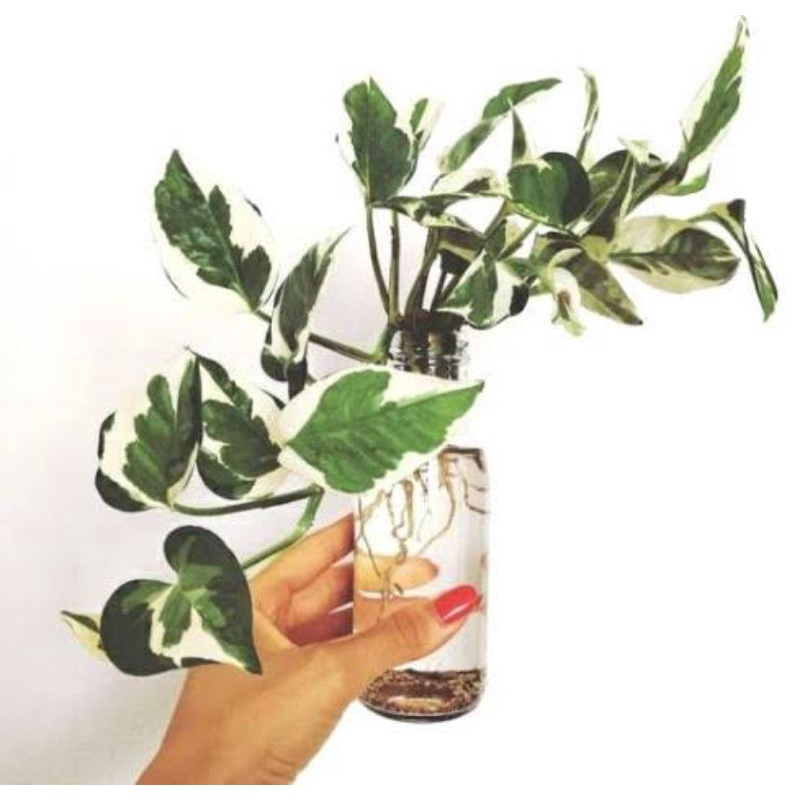 Jual Tanaman Hias Air Sirigading Njoy Photos / Tanaman Air Sirih Gading ...