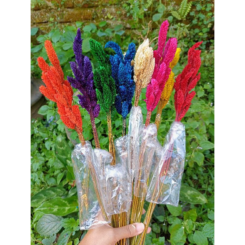 Jual Bunga Boroco Boroco Kering | Phalaris warna | bunga kering| Dried ...